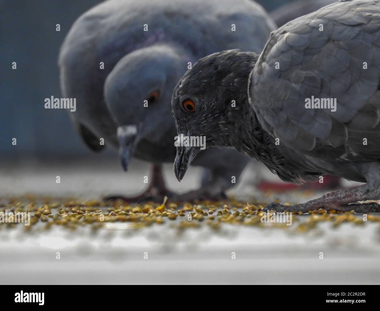 pigeons eating grains close up shot with a shallow depth of field ...