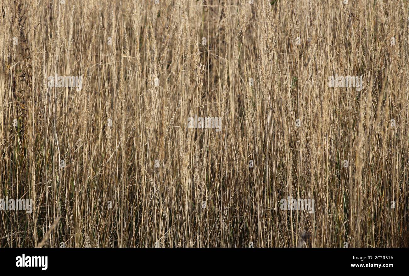 Texture of wilted Grass, Dry grass background Stock Photo - Alamy