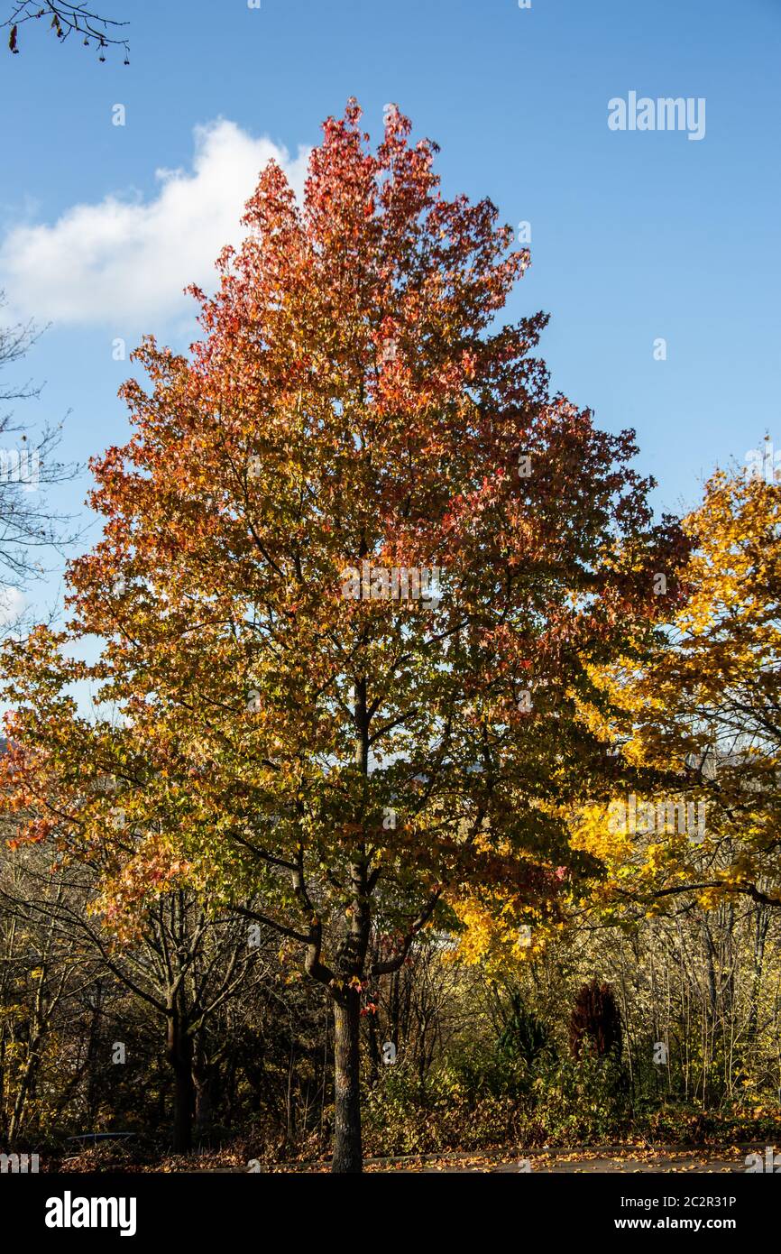 Tree discoloration hi-res stock photography and images - Alamy
