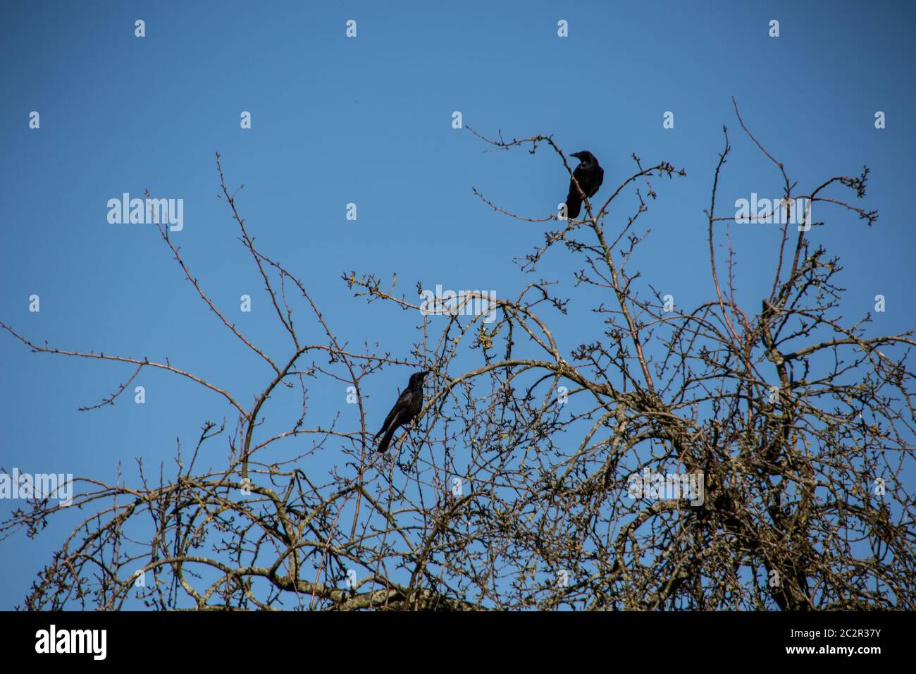 black crows on wintry tree Stock Photo - Alamy
