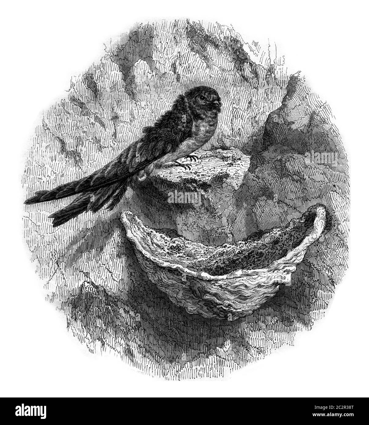 Swiftlet Bird