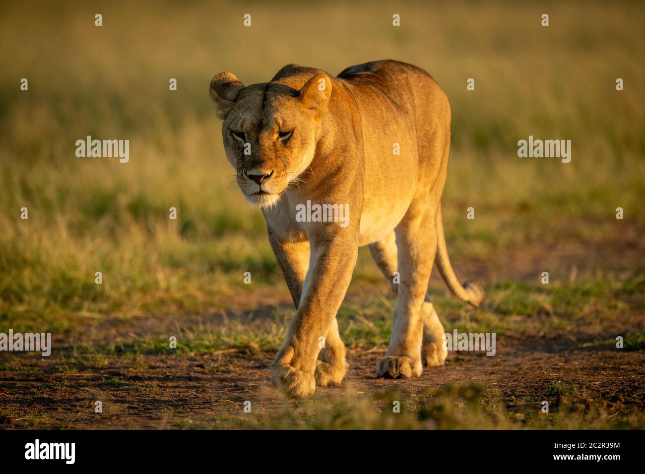 Lioness walks on track with head down Stock Photo - Alamy
