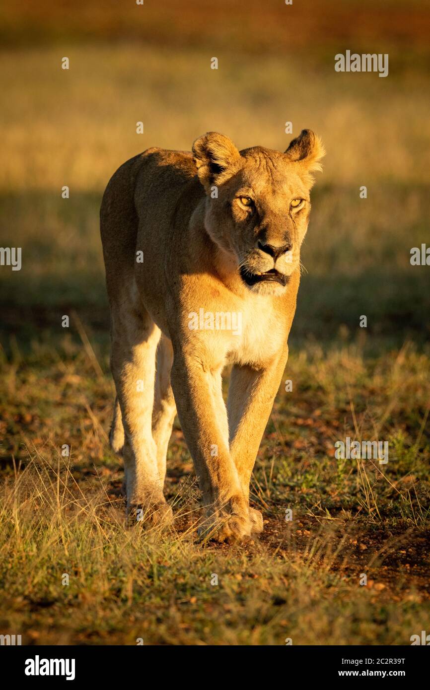 Lioness walks down track in dawn light Stock Photo - Alamy
