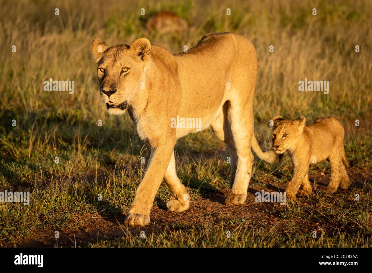 Lioness walks down track followed by cub Stock Photo - Alamy
