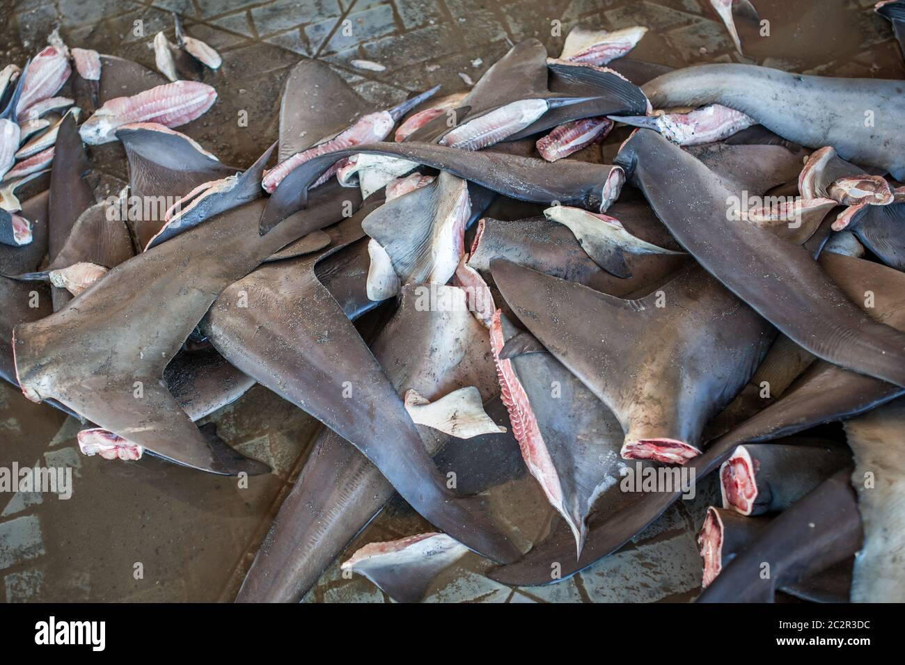 Sharks Fins from illegal fishing, endangered species Stock Photo - Alamy