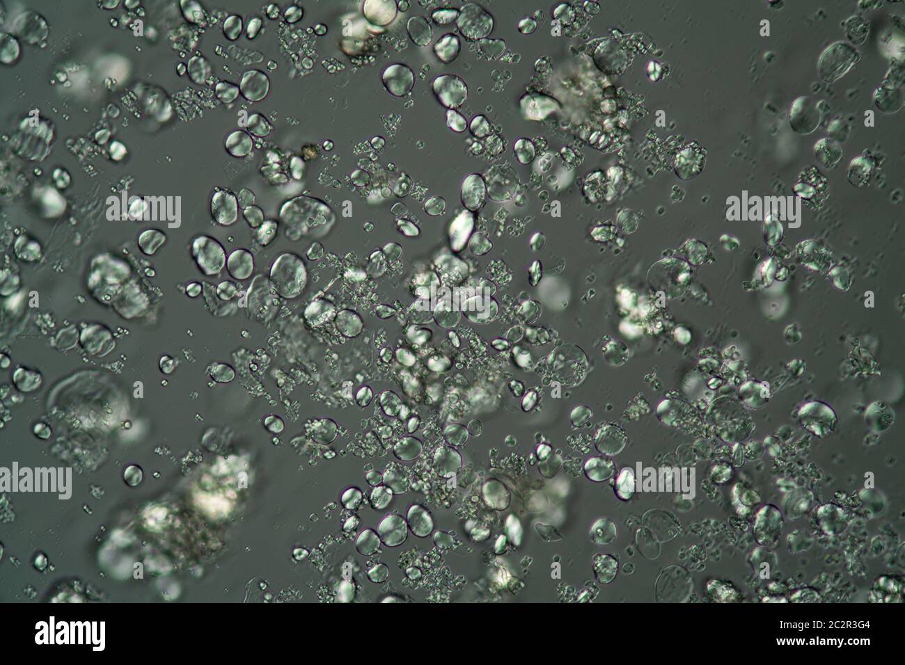 Grain starch grains under the microscope 200x Stock Photo - Alamy