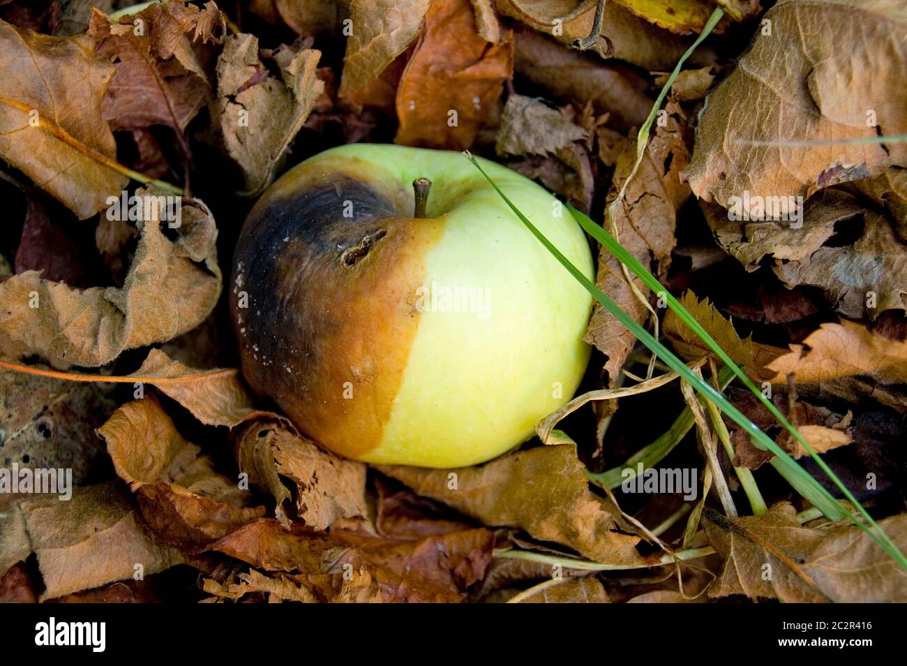 Half rotten apple on the ground between brown leaves Stock Photo - Alamy