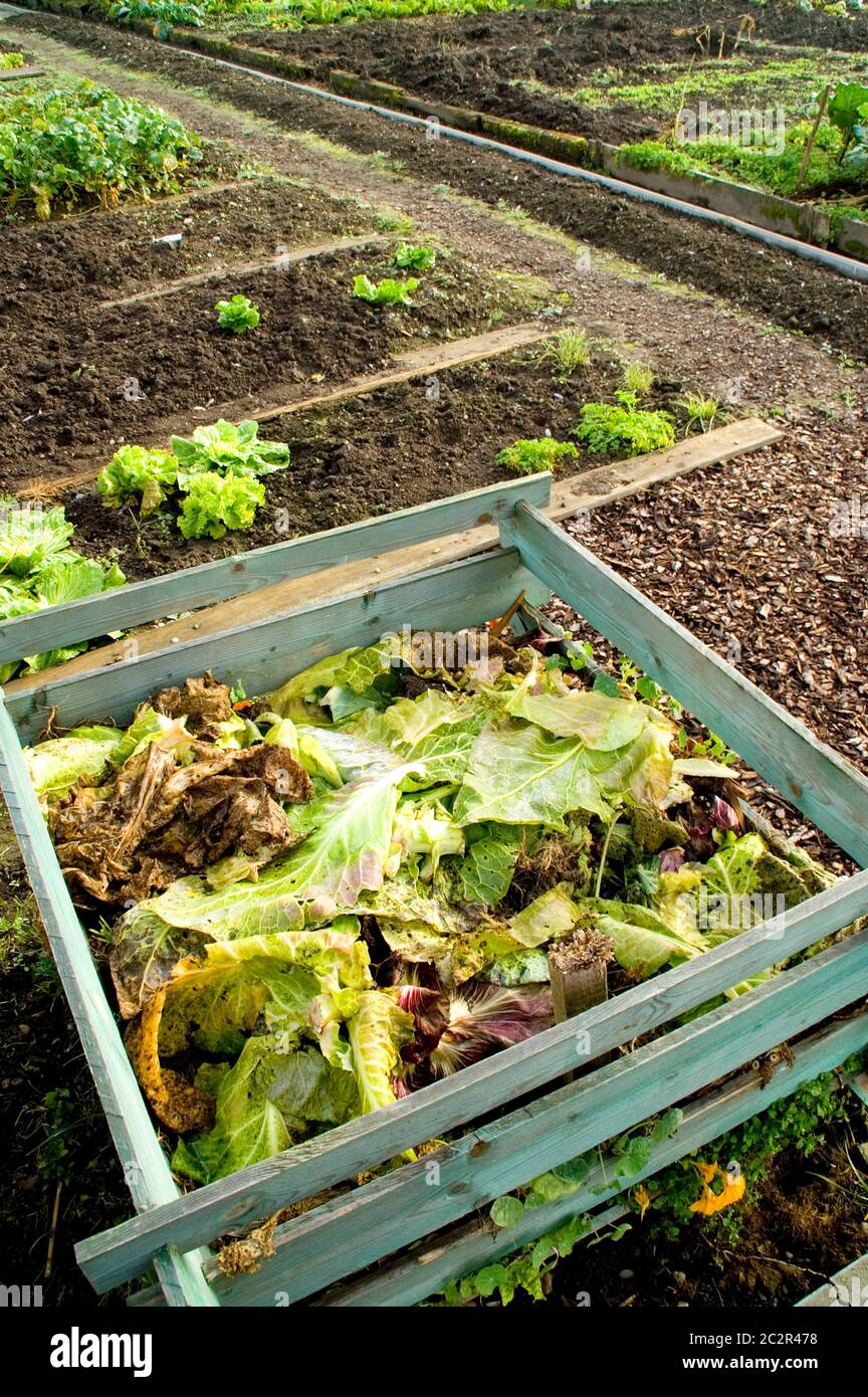 Cabbage leaves on a compost heap Stock Photo - Alamy