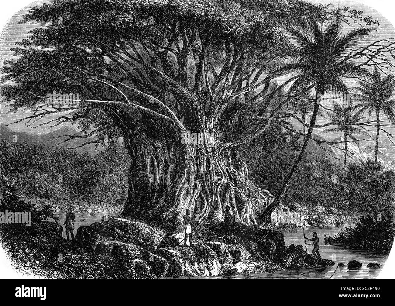 Colossal fig tree in the Anna-Maria Bay in Nuka Hiva, Oceania, vintage ...