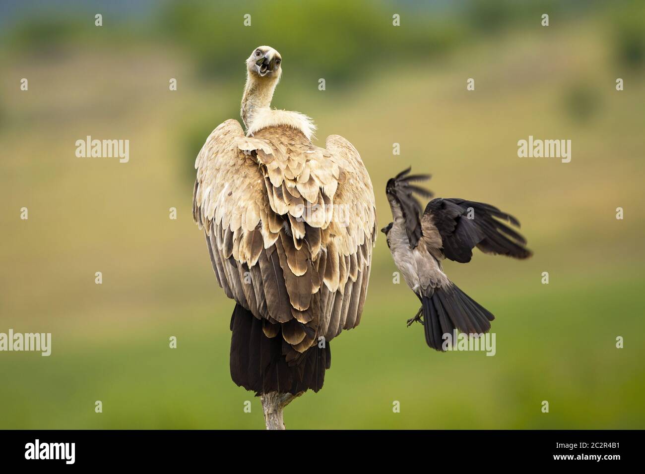 Wing defending prey hi-res stock photography and images - Alamy