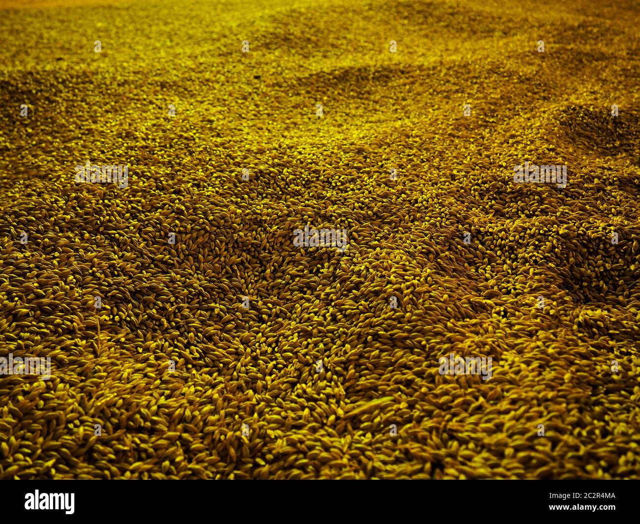 Beer production hi-res stock photography and images - Alamy