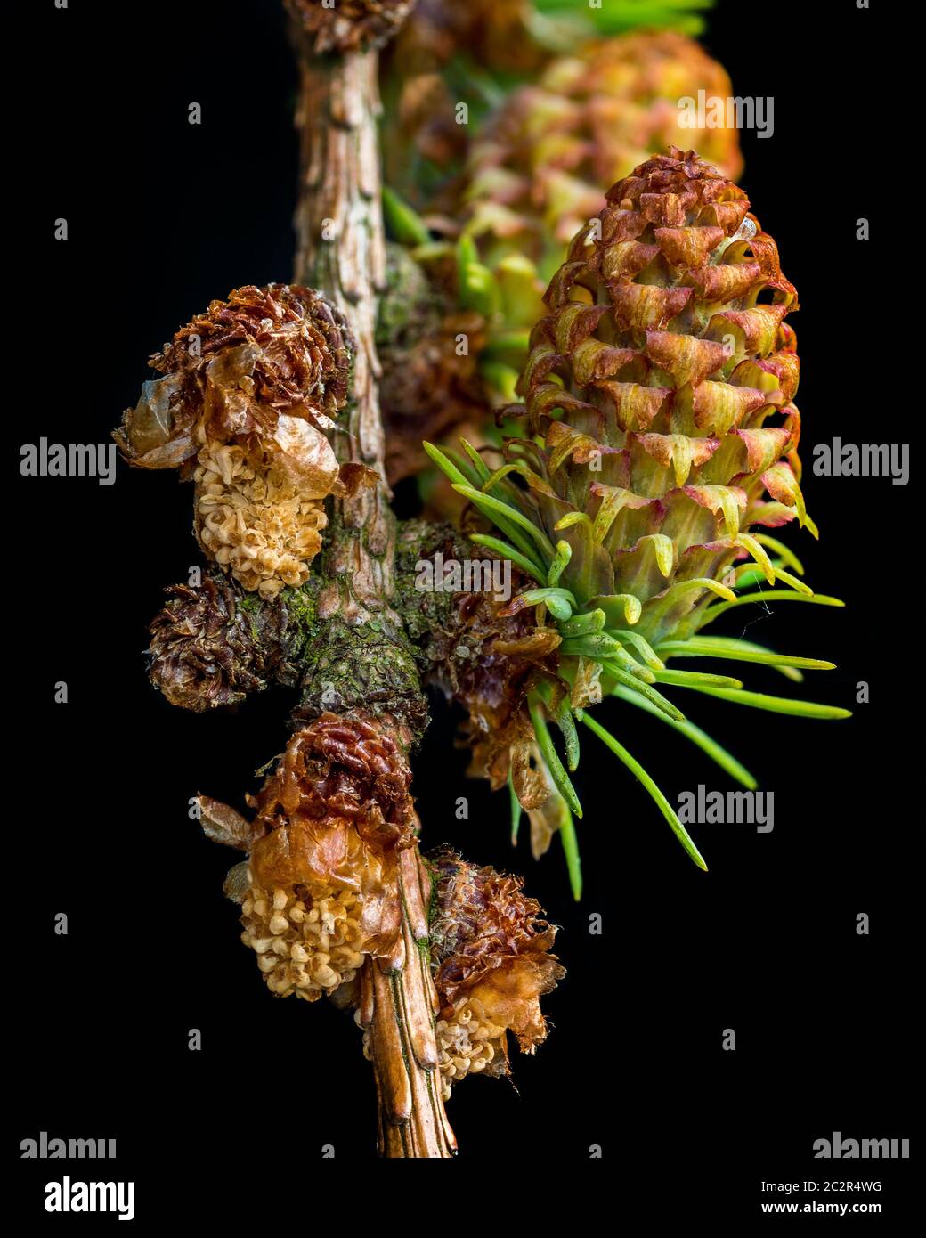 Japanese larch fruits, both the female and male Stock Photo - Alamy