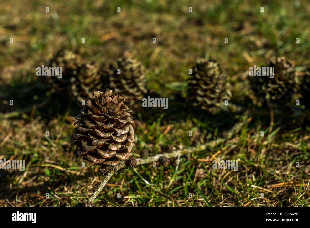 Old cone hi-res stock photography and images - Alamy