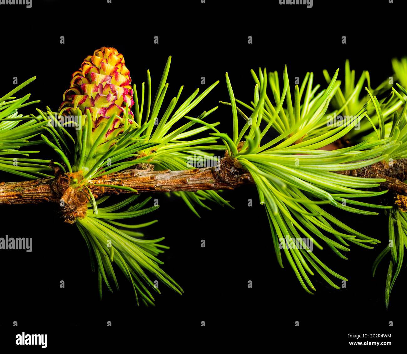 Japanese larch female fruit and needles on a twig Stock Photo - Alamy