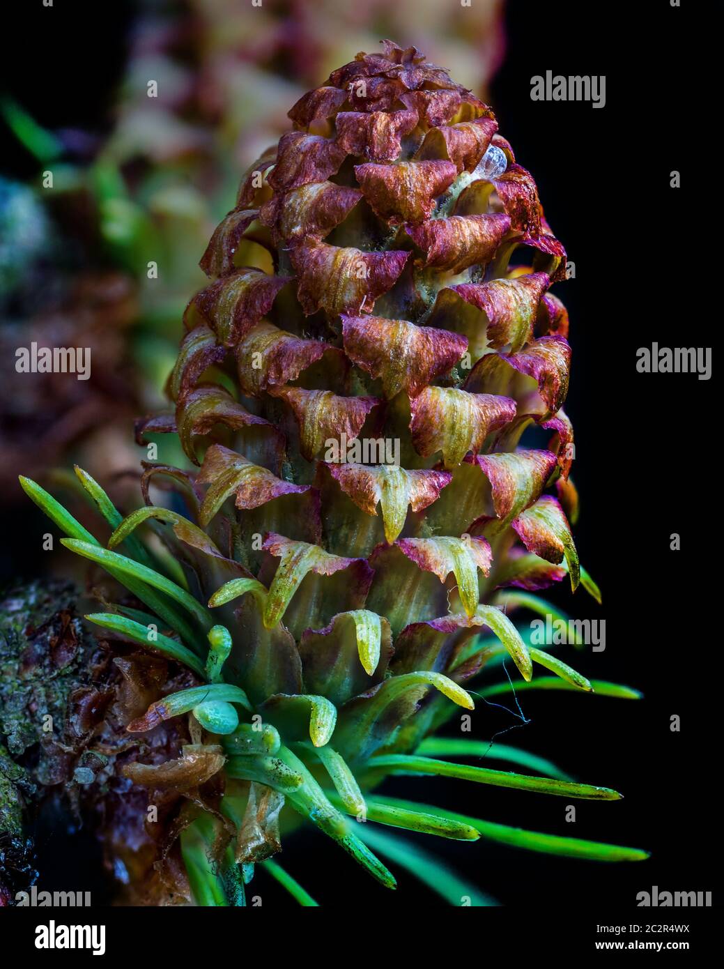 Japanese larch fruit which will develop into a cone Stock Photo - Alamy