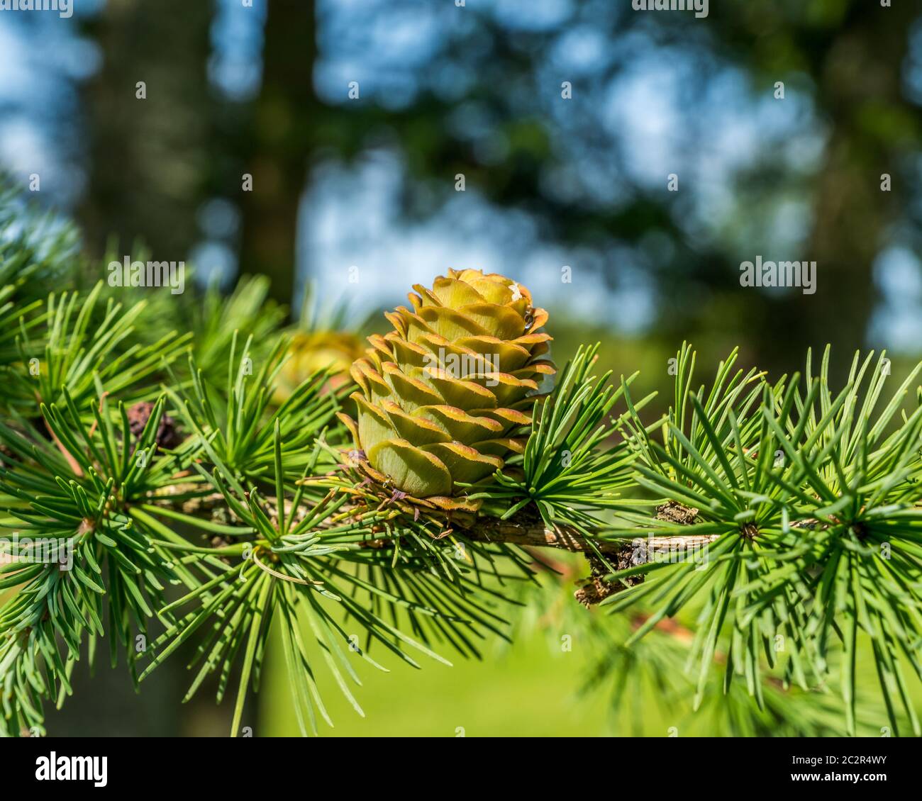 Developing cones hi-res stock photography and images - Alamy