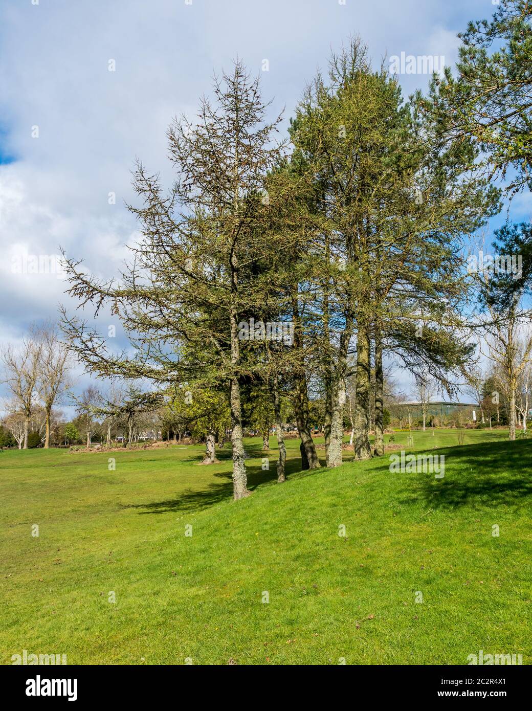 Japanese larch hi-res stock photography and images - Alamy