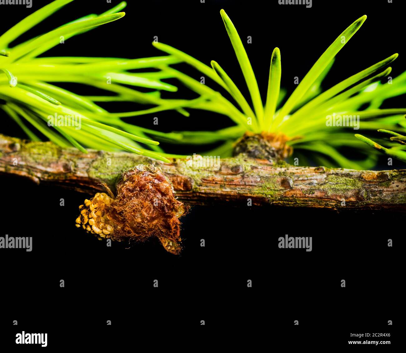 Japanese Larch High Resolution Stock Photography and Images - Alamy