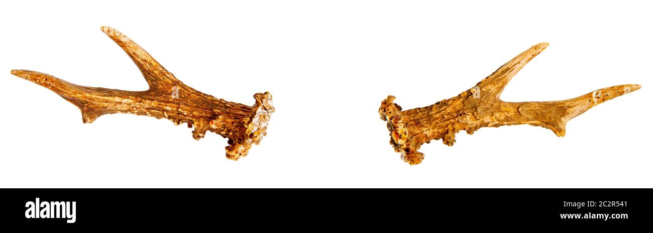 Two antlers Cut Out Stock Images & Pictures - Alamy