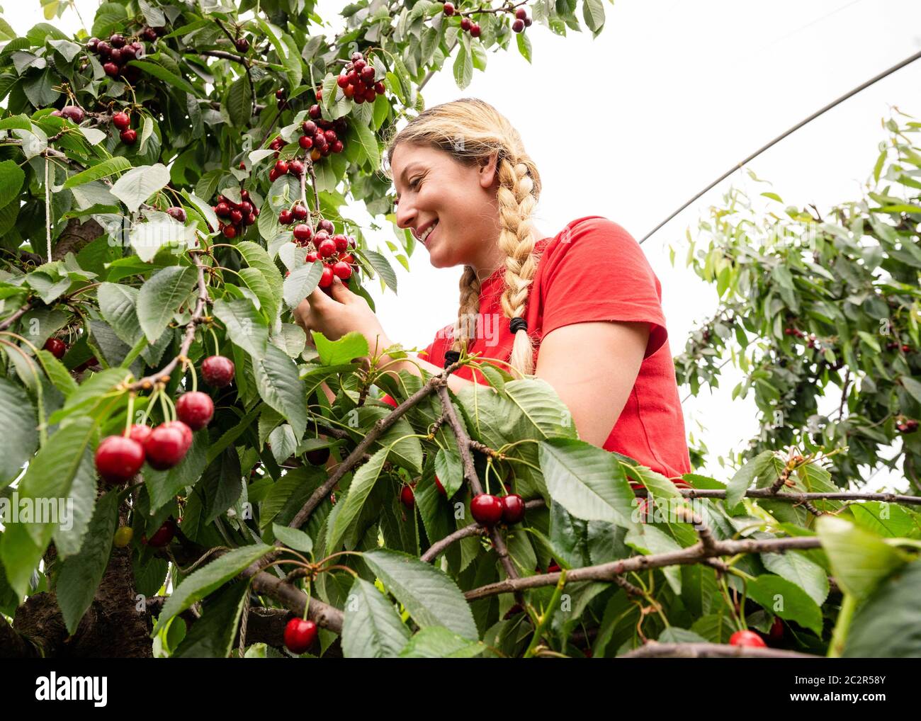 Farm cherry picker hi-res stock photography and images - Alamy