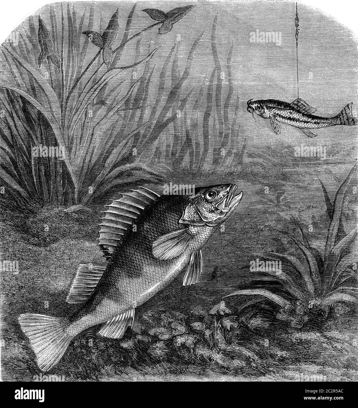 Perch fishing, vintage engraved illustration. Magasin Pittoresque 1869 ...