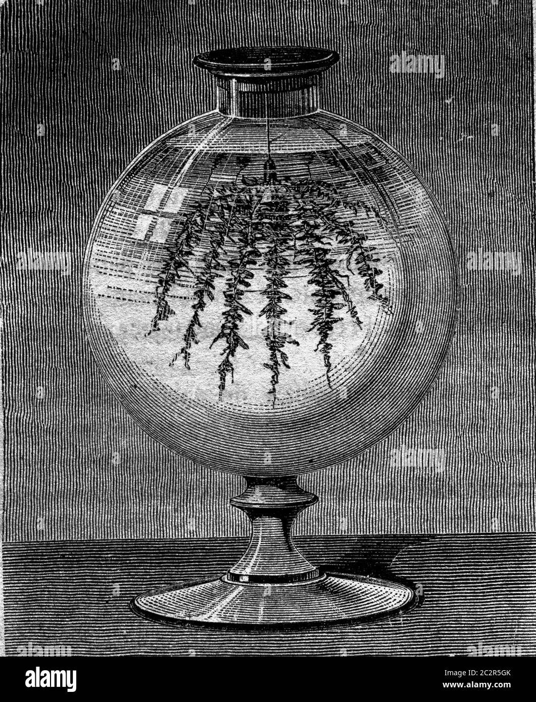 Tree of Saturn, vintage engraved illustration. Magasin Pittoresque 1870 ...