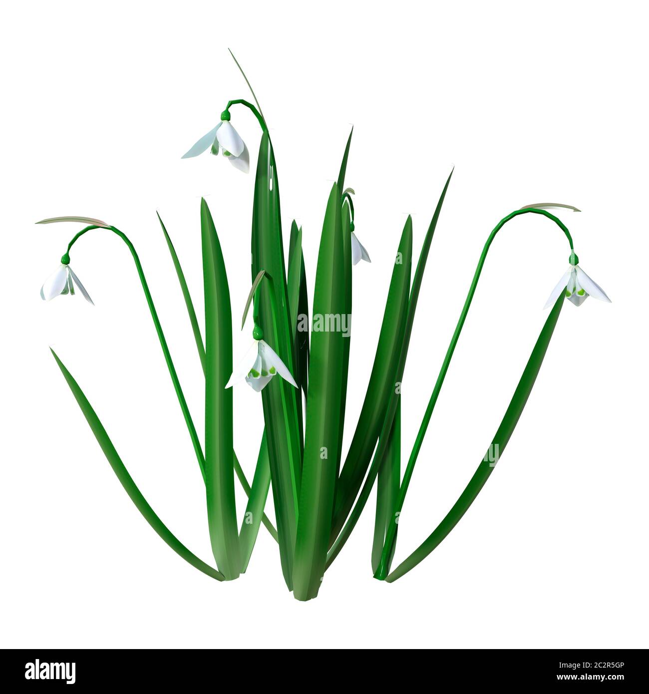3D rendering of a group of snowdrop flowers isolated on white ...
