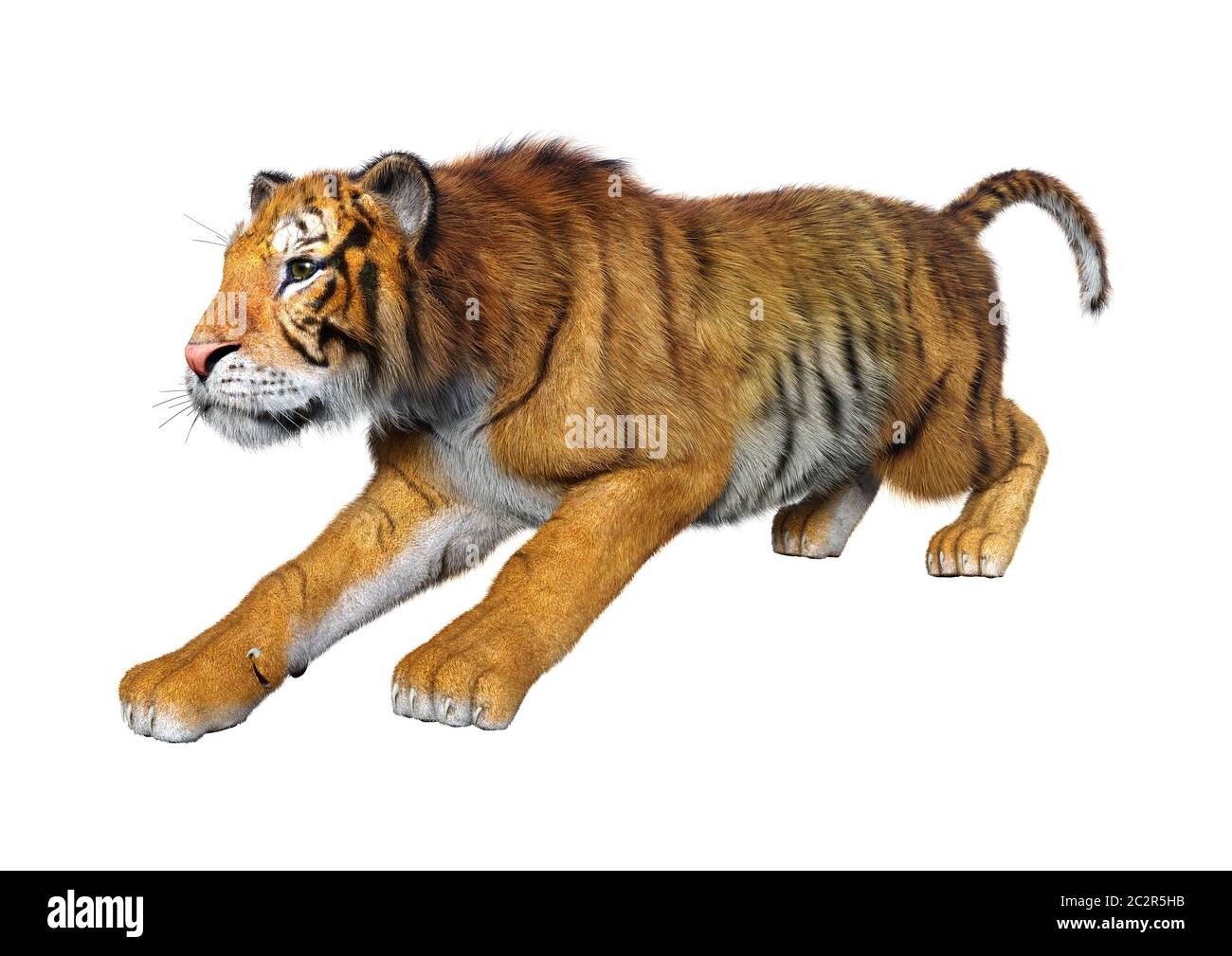 3D rendering of a big cat tiger isolated on white background Stock ...