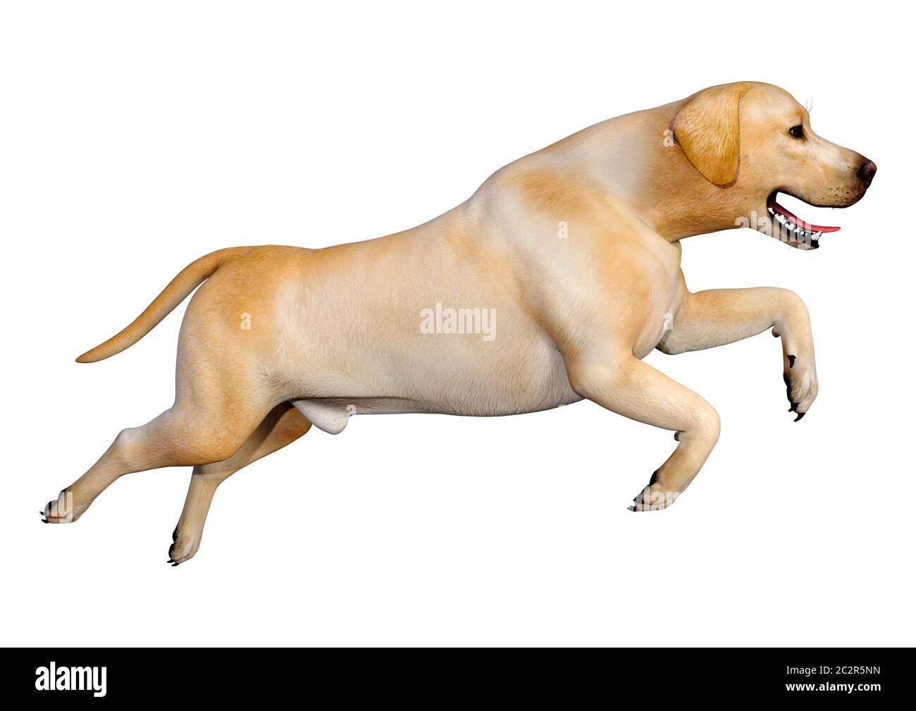 3D rendering of a yellow labrador dog isolated on white background ...