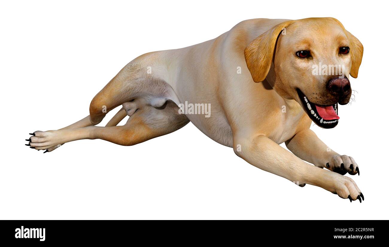 3D rendering of a yellow labrador dog isolated on white background ...