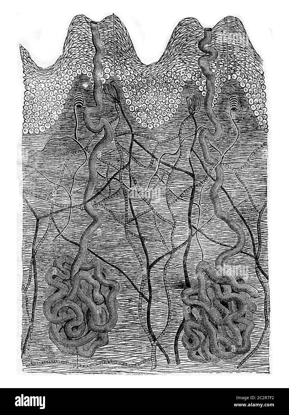 Skin anatomy drawing vintage hi-res stock photography and images - Alamy