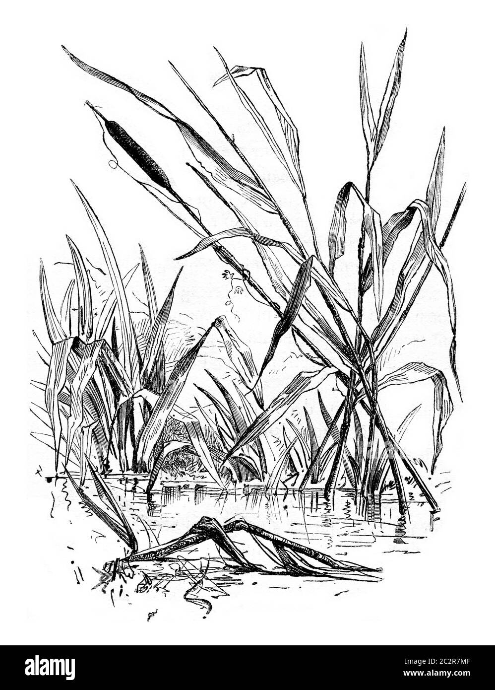 Poaceae illustration Cut Out Stock Images & Pictures - Alamy