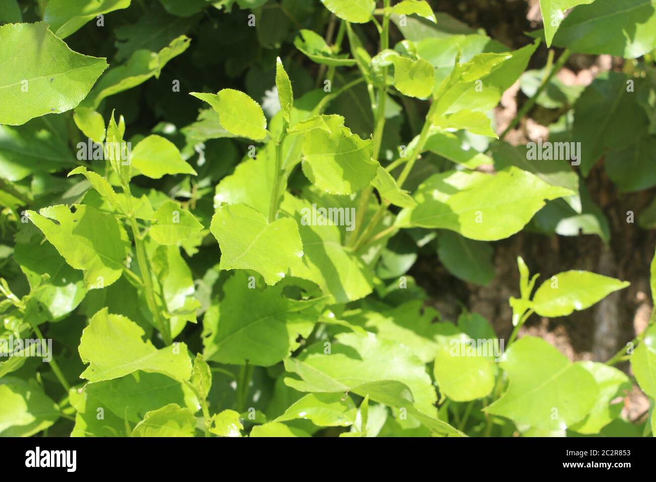 Young green tree leaves on the green backgrounds in sunny day. European ...