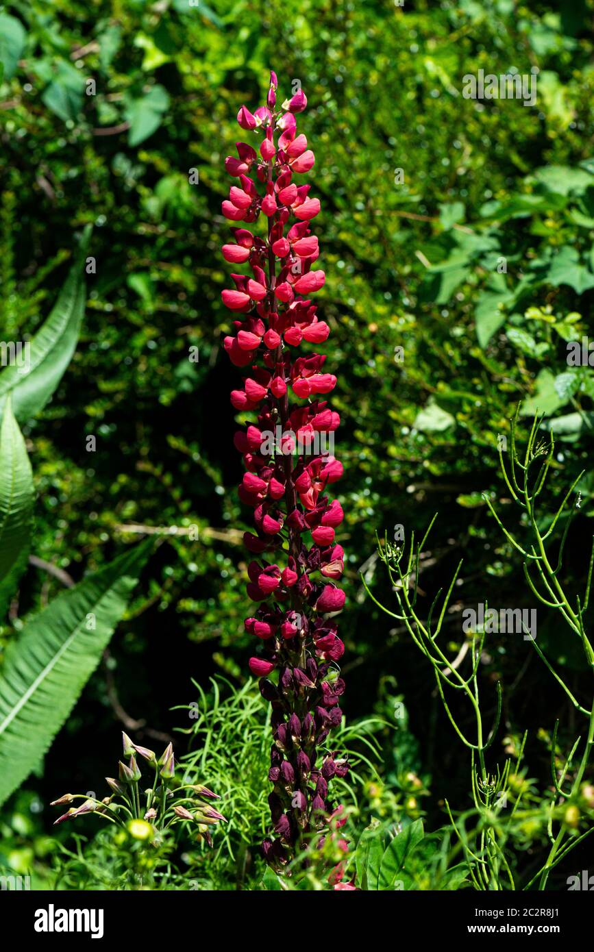 lupin 'The Page' (Lupinus 'The Page' Stock Photo - Alamy
