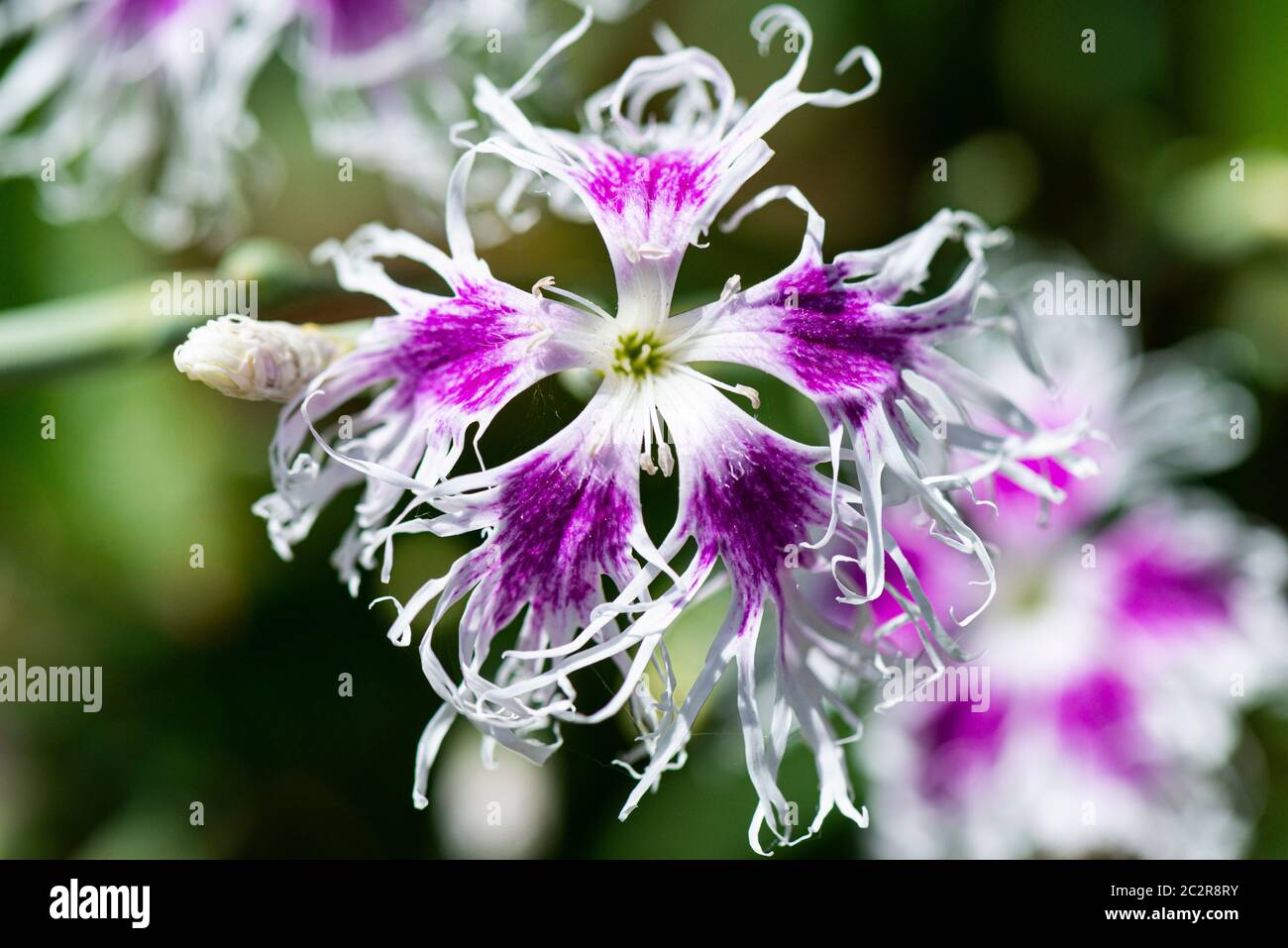 Dianthus x hybridus hi-res stock photography and images - Alamy