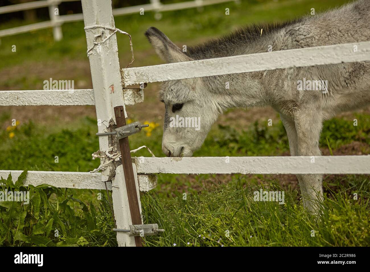 Donkey in enclosure hi-res stock photography and images - Alamy