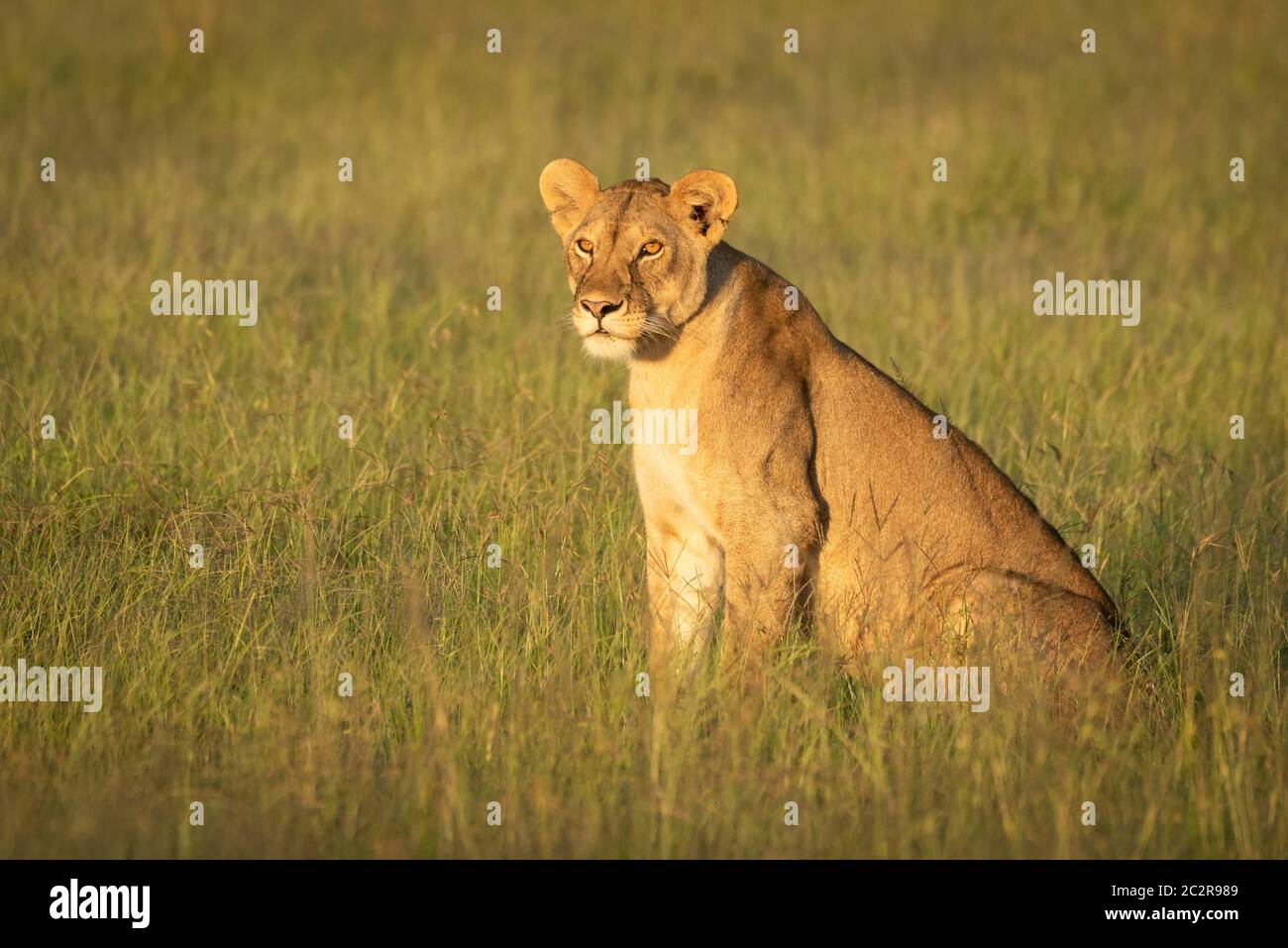Left facing lion hi-res stock photography and images - Alamy