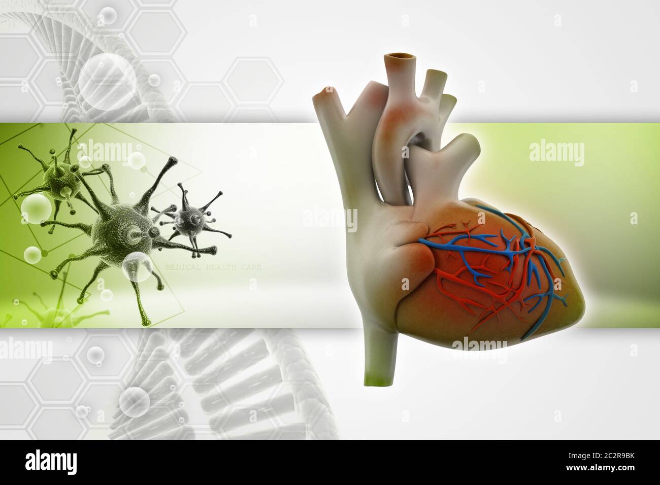 Real human heart hi-res stock photography and images - Alamy