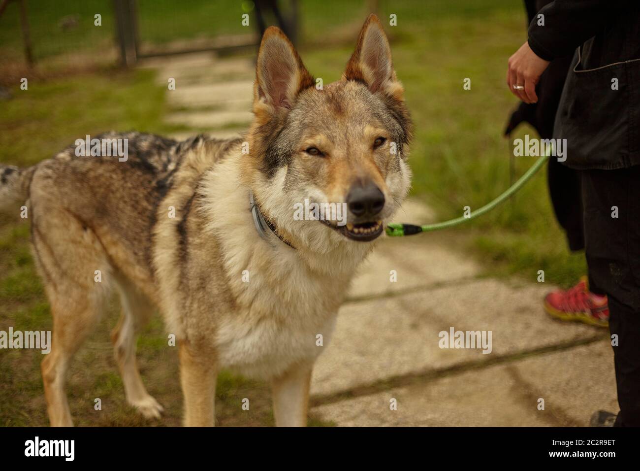 Wolf on a leash at park Stock Photo - Alamy