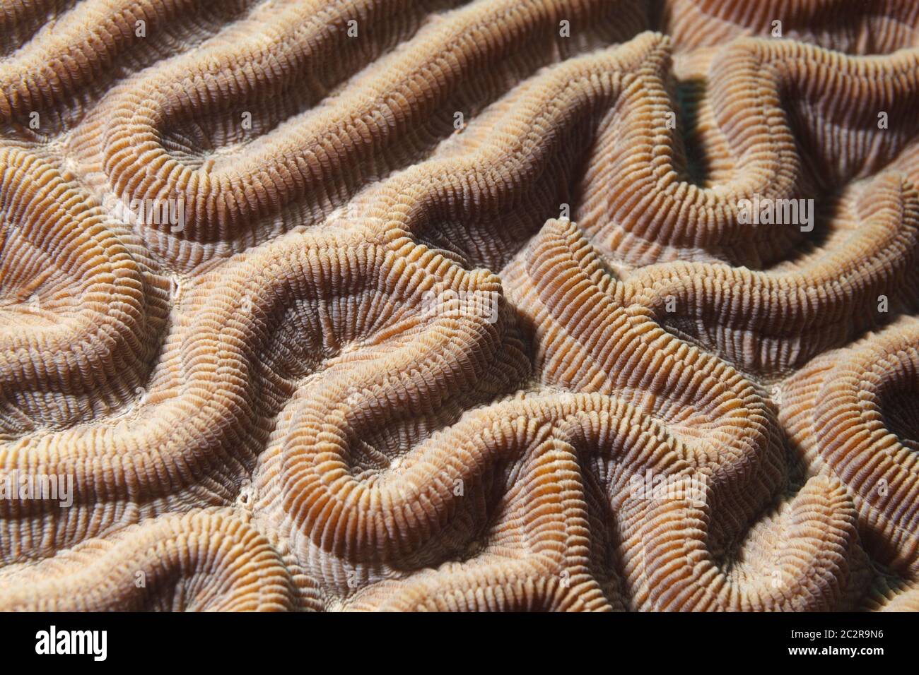 Diploria polyps hi-res stock photography and images - Alamy