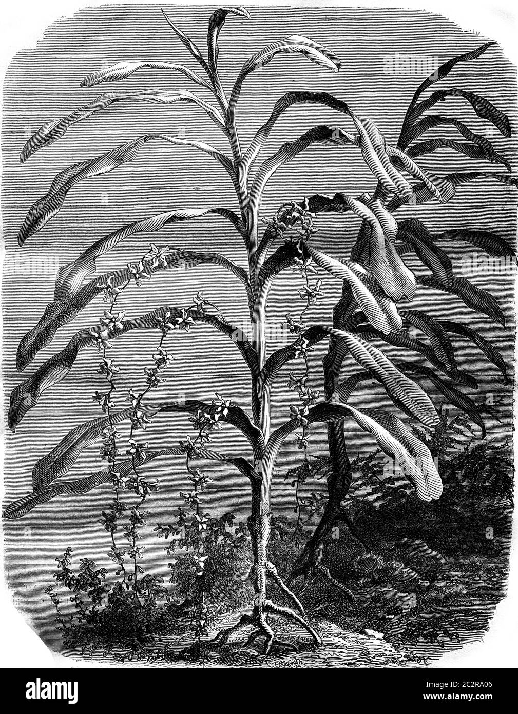 Renanthera orchid Black and White Stock Photos & Images - Alamy