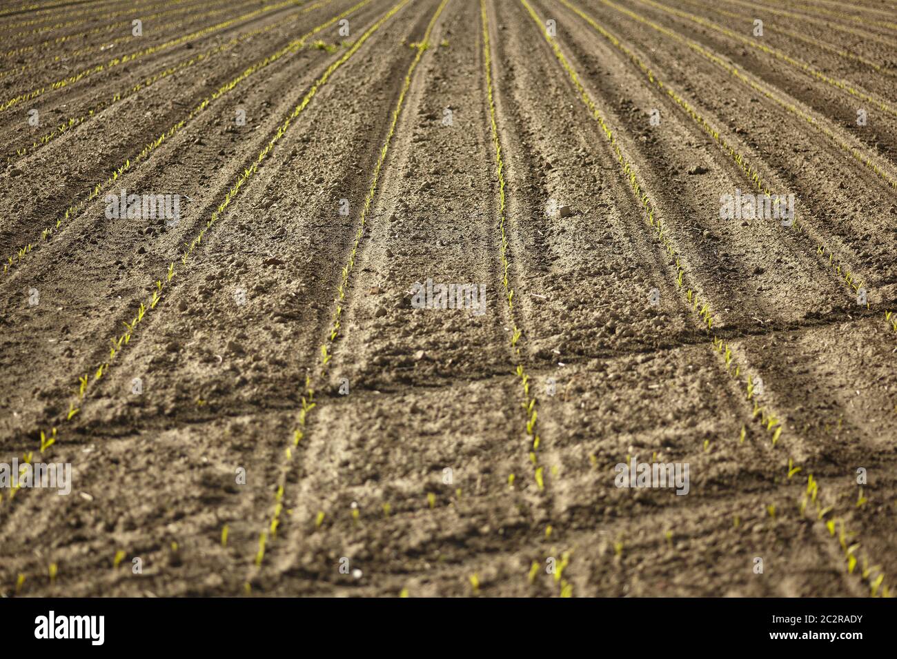 Field of cultivation of corn full of sprouts that sprout from the earth ...