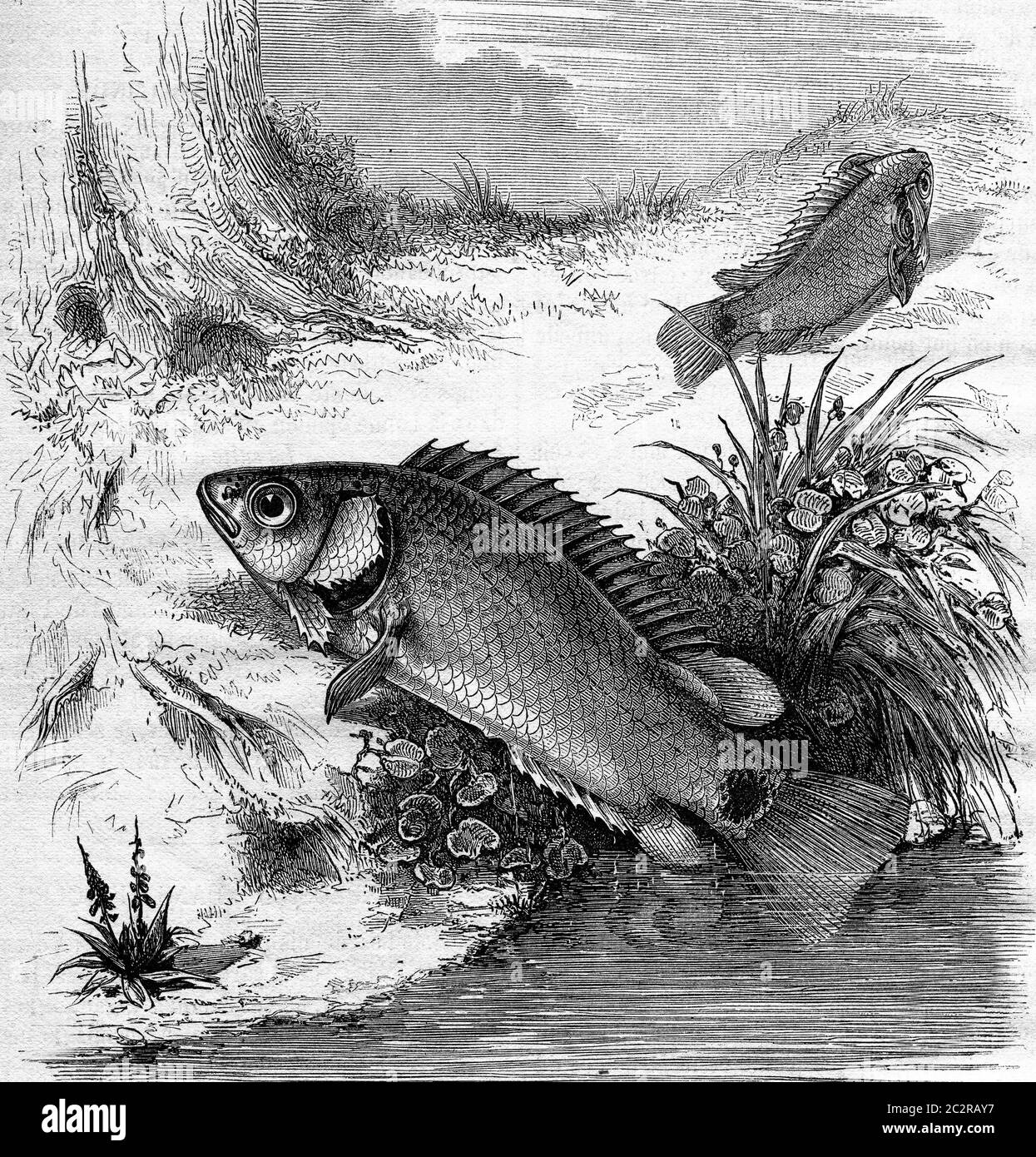 Anabas hi-res stock photography and images - Alamy