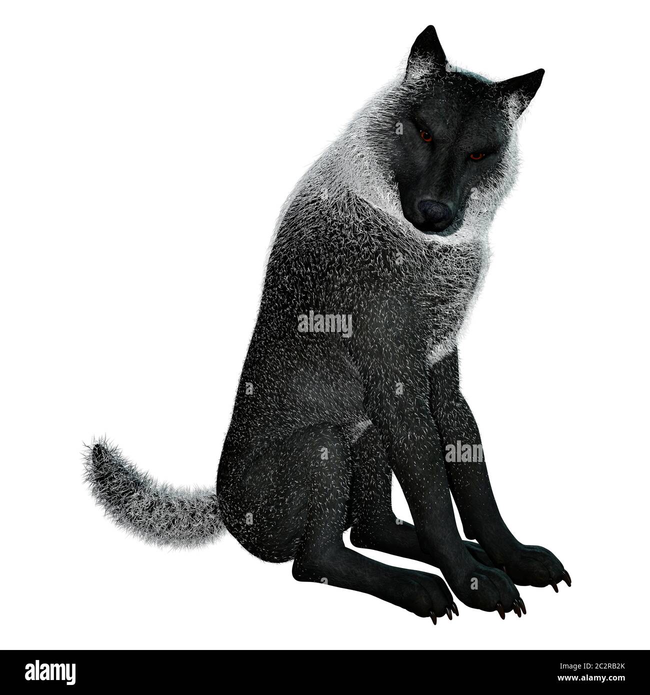 3D rendering of a black wolf isolated on white background Stock Photo ...