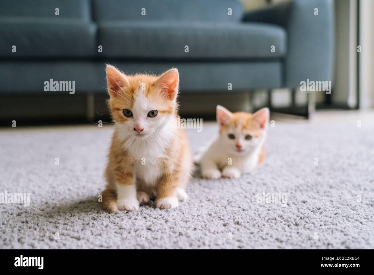 Cute little red cat stay on wooden floor with window on background ...