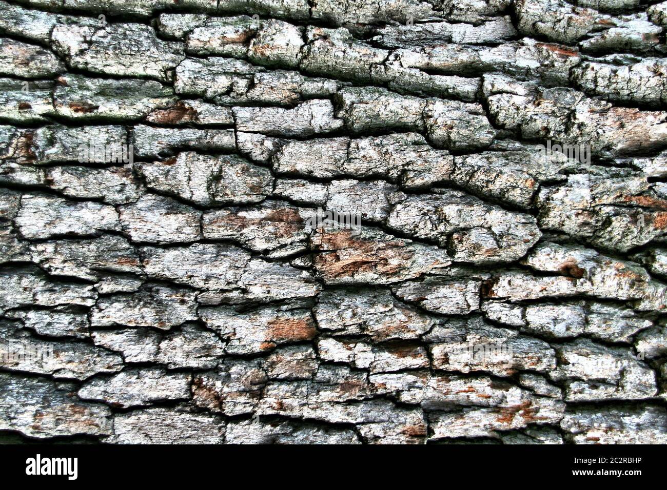 Dark hardwood cortex. Use for texture Stock Photo - Alamy