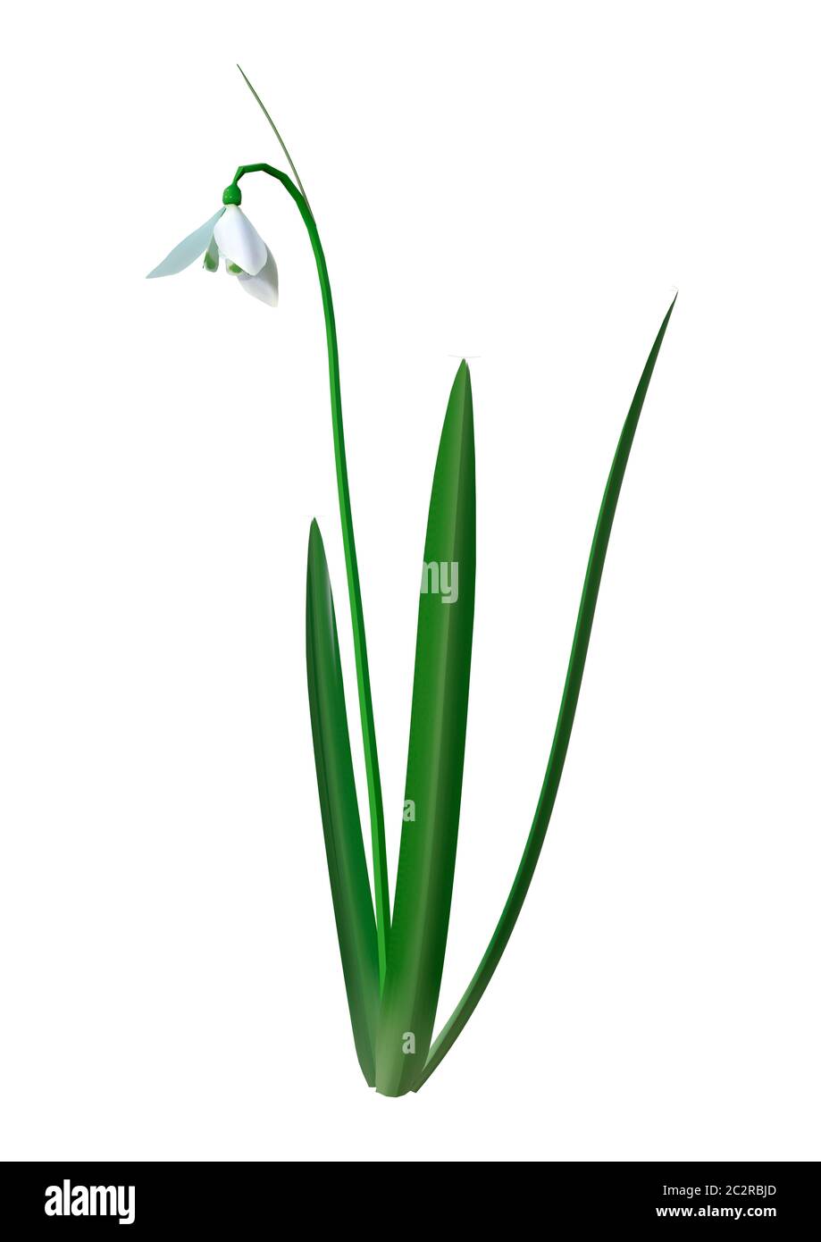 3D rendering of a single snowdrop flower isolated on white background ...