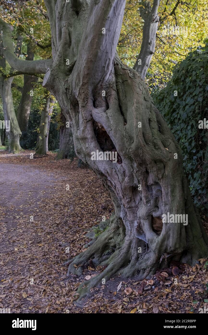 Knotty tree hi-res stock photography and images - Alamy
