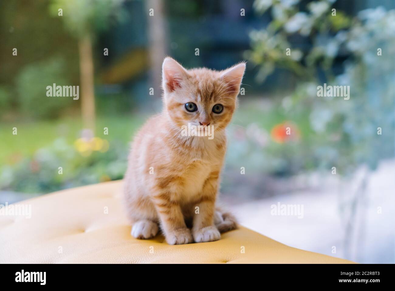 Cute little red cat sitting on yellow chair near window on background. Young cute little red ...