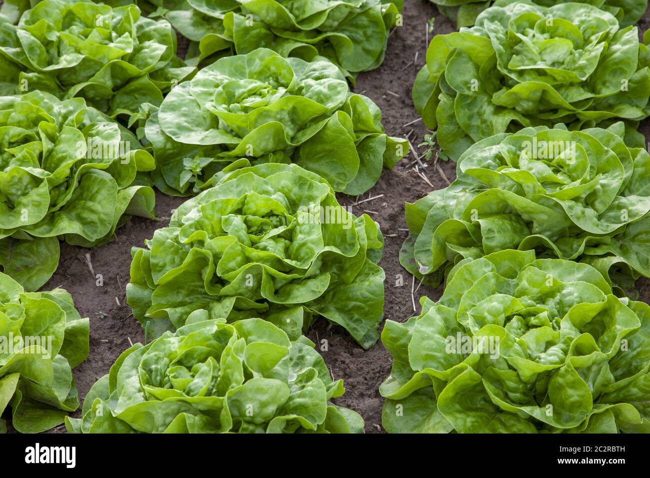 Field with lettuce heads Stock Photo - Alamy